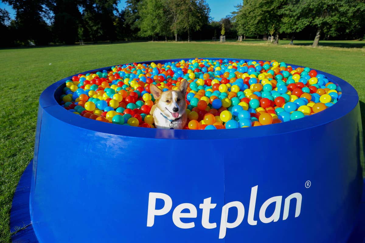 SUPER BOWL: Giant interactive ball pit for dogs unveiled in Central London!