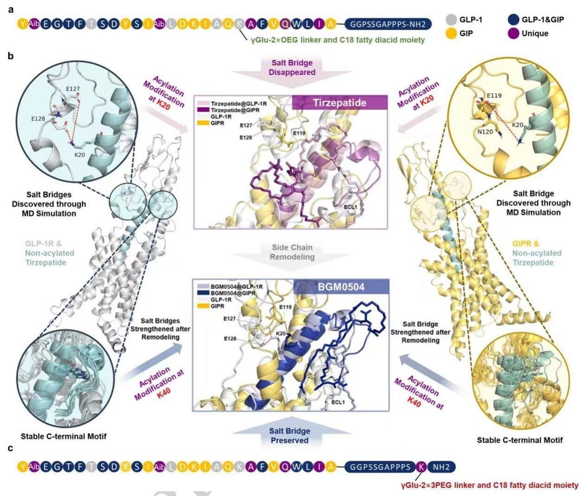 Nature Study Reveals: AI and Molecular Dynamics Designed BGM0504 ...