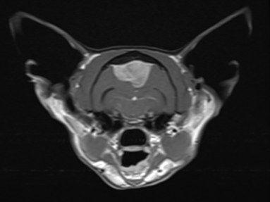 Cat given life-saving brain surgery to remove tumour