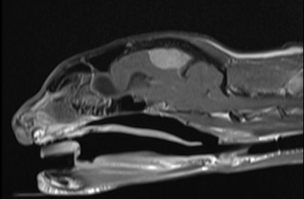 Cat given life-saving brain surgery to remove tumour