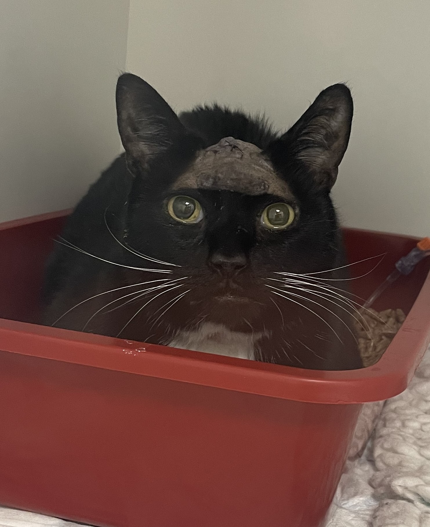 Cat given life-saving brain surgery to remove tumour