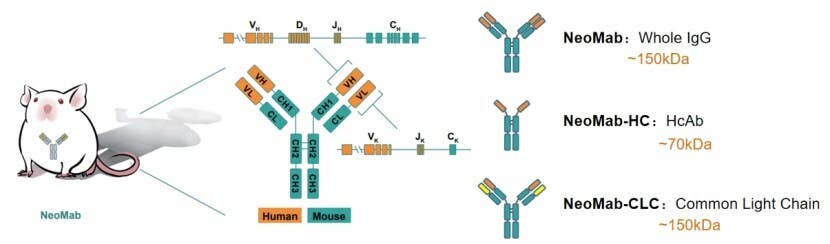 NeoMab Fully Human Antibody Discovery Platform: A New Flexible Mouse ...