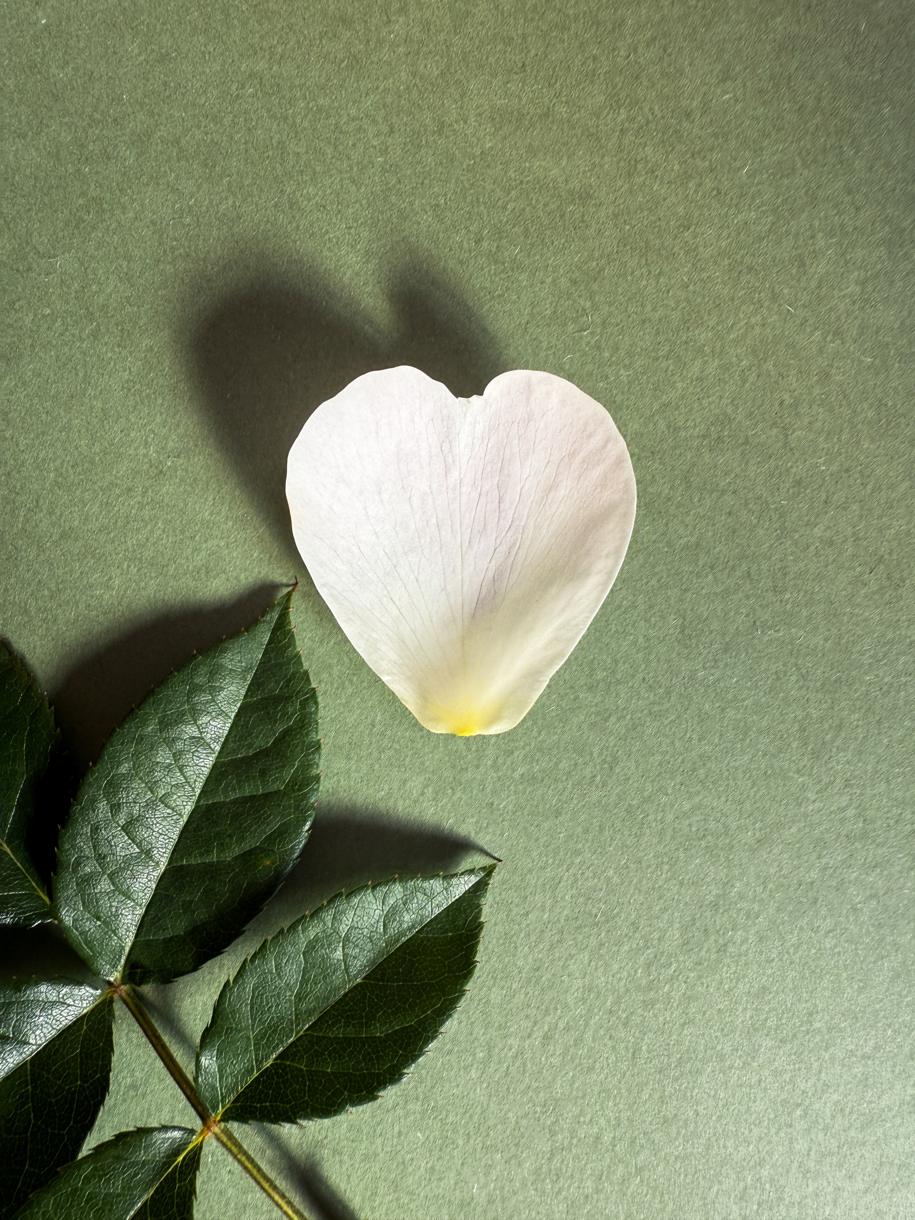 David Austin Roses honours Sir David Beckham with a new English Rose