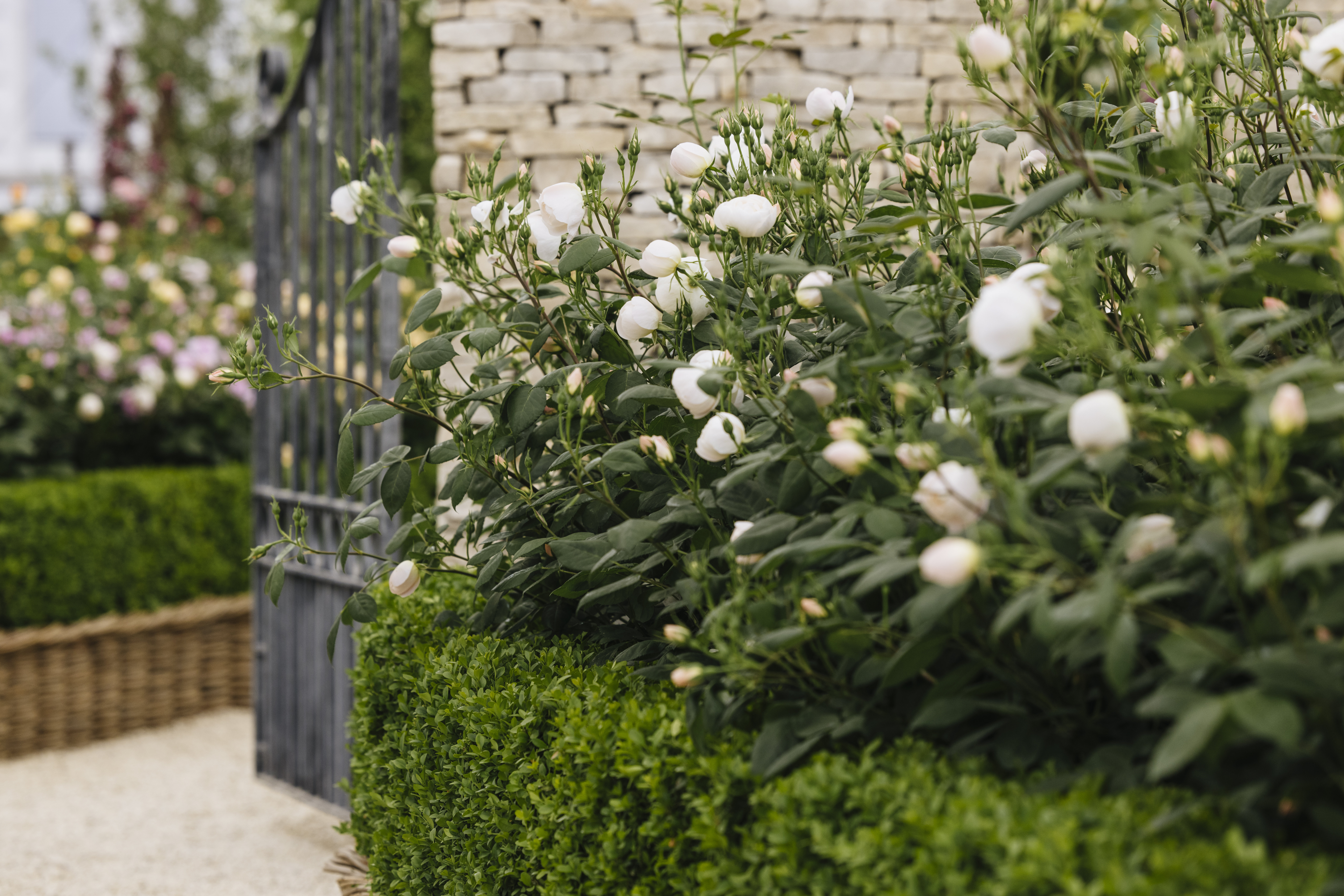 DAVID AUSTIN® ROSES DEBUTS NEW SIR DAVID BECKHAM ROSE AT RHS CHELSEA ...